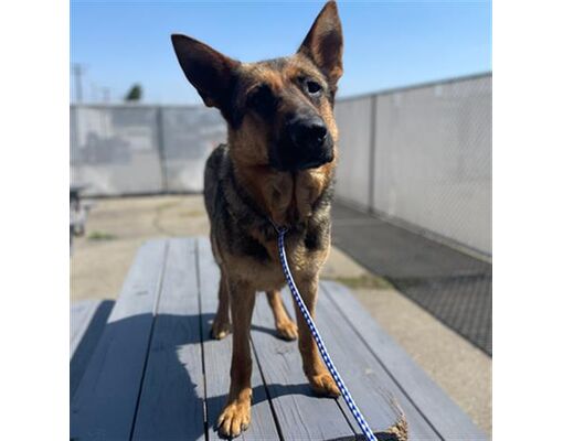 Redlands, CA - German Shepherd Dog. Meet TRIXIE- FOSTER a Pet for ...