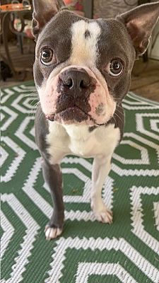 Tunnel Hill, GA - Boston Terrier. Meet Willy a Pet for Adoption ...