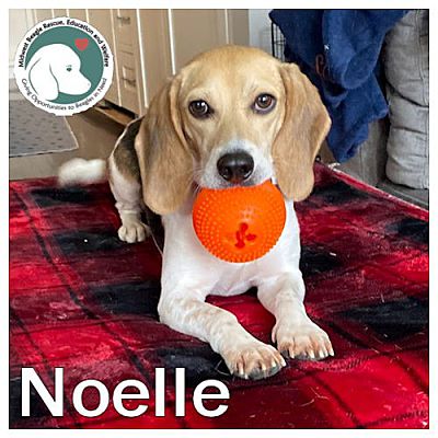 Pittsburgh, PA - Beagle. Meet NOELLE a Pet for Adoption - AdoptaPet.com