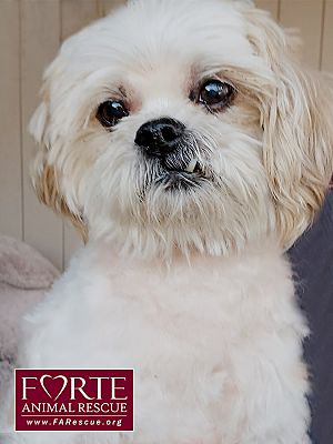 Marina del Rey, CA - Shih Tzu. Meet Muffin a Pet for Adoption ...