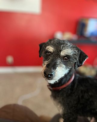 Ridgecrest, CA - Yorkie Poo. Meet Buddy a Pet for Adoption - AdoptaPet.com