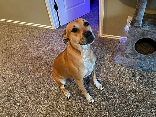 Cibolo, TX - Rhodesian Ridgeback/Terrier (Unknown Type, Medium). Meet ...