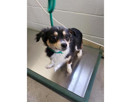 Sacramento, CA - Chihuahua/Miniature Pinscher. Meet MOHAWKI a Pet for ...