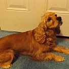 Cocker Spaniel Puppies - Rescue and Adoption Near You