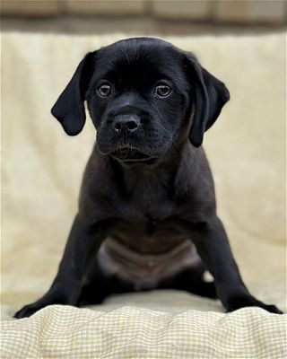 San Antonio, TX - Cocker Spaniel/Pug. Meet Gisselle a Pet for Adoption ...