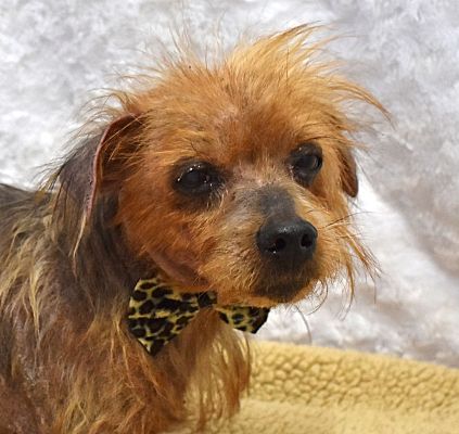 Springfield, OH - Yorkie, Yorkshire Terrier. Meet Cooper a Pet for ...