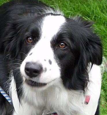 Minerva, OH - Border Collie. Meet Cloe A Pawed Angel RIP a Pet for ...
