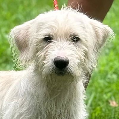 Yardley, PA - Standard Schnauzer. Meet Elsa a Pet for Adoption ...