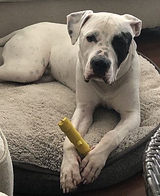 Toronto, ON - Dogo Argentino. Meet Loki a Pet for Adoption - AdoptaPet.com