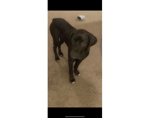 Cincinnati, OH - Labrador Retriever. Meet Arlo a Pet for Adoption ...