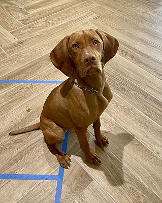 Peoria, AZ - Vizsla. Meet Penny a Pet for Adoption - AdoptaPet.com