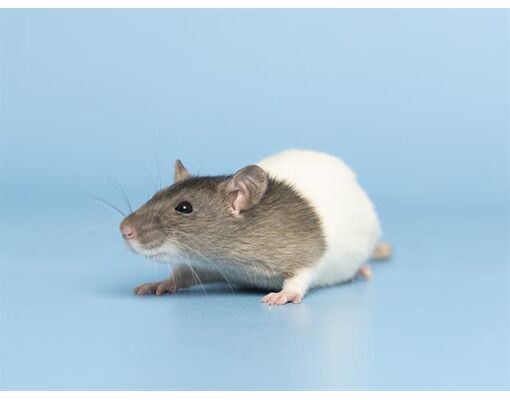 Phoenix, AZ - Rat. Meet BUTTERSCOTCH a Pet for Adoption - AdoptaPet.com