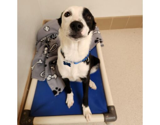 Kanab, UT - Border Collie/Mixed Breed (Medium). Meet Olivia a Pet for ...