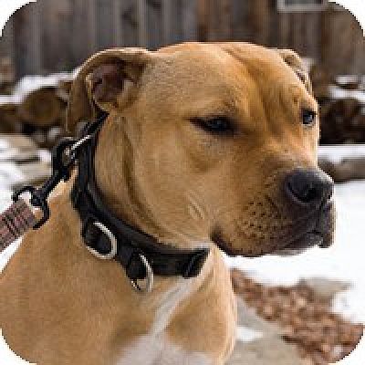 New York, NY - American Staffordshire Terrier/Labrador Retriever. Meet ...