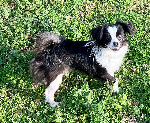 Atlanta, GA - Chihuahua/Papillon. Meet Monty a Pet for Adoption ...