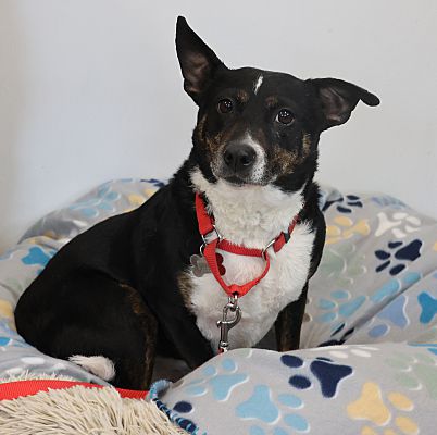 Harrison, NY - Rat Terrier. Meet Jackie a Pet for Adoption - AdoptaPet.com