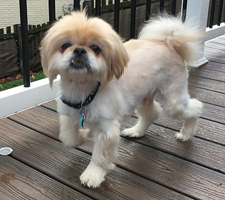 Richmond, VA - Pekingese. Meet Lucky a Pet for Adoption - AdoptaPet.com