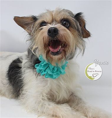 Benton, LA - Jack Russell Terrier/Standard Schnauzer. Meet Yancie a Pet ...