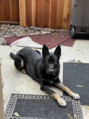 Yuba city, CA - German Shepherd Dog/Siberian Husky. Meet DELGADO a Pet ...