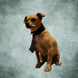 Newtown, CT - Pug/Beagle. Meet Rusty a Pet for Adoption - AdoptaPet.com