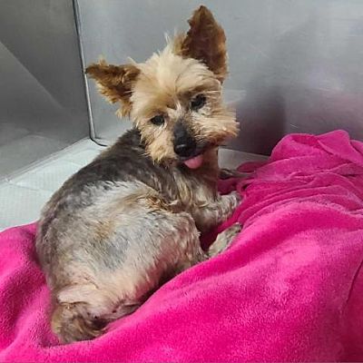Jefferson City, TN - Yorkie, Yorkshire Terrier. Meet Charlie a Pet for ...