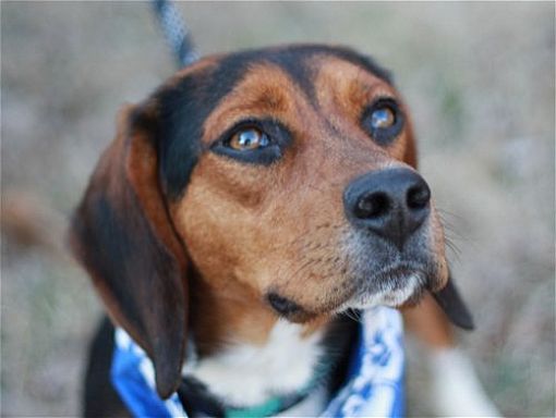 White River Junction, VT - Beagle. Meet Justin a Pet for Adoption ...