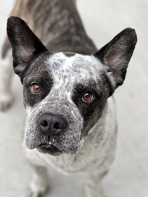 Jackson, GA - Australian Cattle Dog/American Bulldog. Meet Brutus a Pet ...