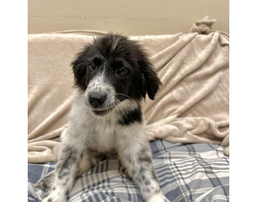 Monticello, IA - Great Pyrenees/German Shorthaired Pointer. Meet Leona ...