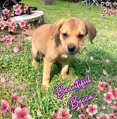 Grove, OK - Golden Retriever/Labrador Retriever. Meet Becca a Pet for ...