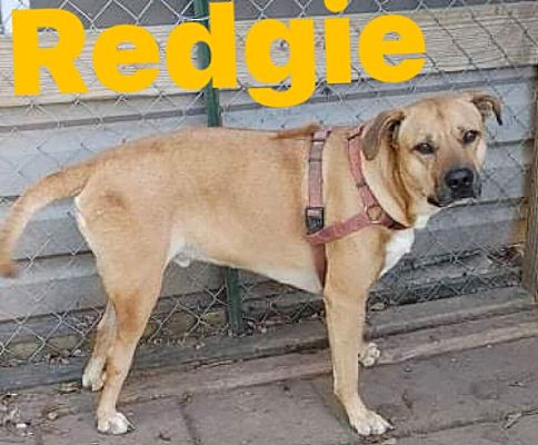 Auburn, PA - Rhodesian Ridgeback/Black Mouth Cur. Meet Redgie a Pet for ...