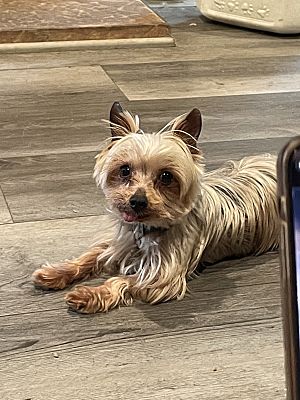 Oxnard, CA - Yorkie, Yorkshire Terrier. Meet Toby a Pet for Adoption ...