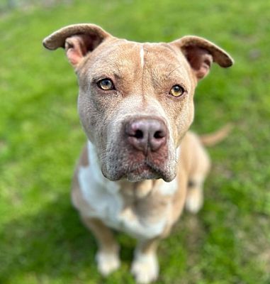 Birmingham, AL - Pit Bull Terrier. Meet Samuel a Pet for Adoption ...