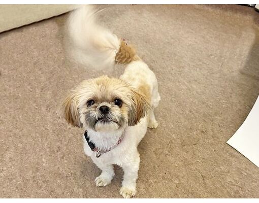 St. Louis, MO - Shih Tzu. Meet MINNIE a Pet for Adoption - AdoptaPet.com