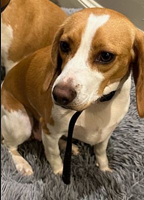 Yukon, OK - Beagle. Meet Daisy a Pet for Adoption - AdoptaPet.com