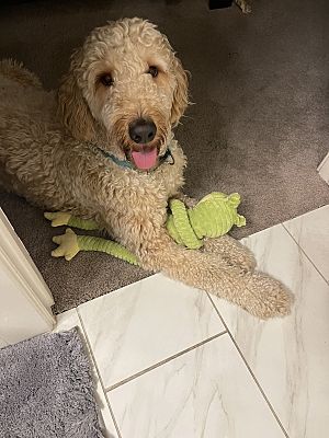 Dallas, TX - Goldendoodle. Meet Simba a Pet for Adoption - AdoptaPet.com