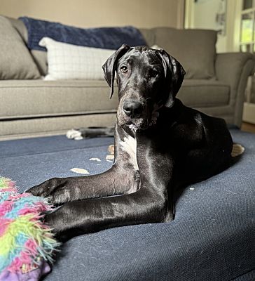 Brooklyn, NY - Great Dane. Meet May a Pet for Adoption - AdoptaPet.com