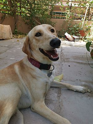 Vancouver, BC - Saluki/Labrador Retriever. Meet Jerry a Pet for ...