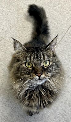 Springfield, VT - Maine Coon. Meet Lylah and Zenny a Pet for Adoption ...