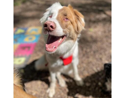 West Chester, PA - Mixed Breed (Large). Meet Stevie Wander a Pet for ...