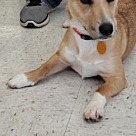 Corgi Puppies - Corgi Rescue and Adoption Near You