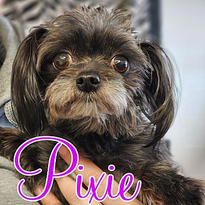 Hillsboro, OH - Yorkie, Yorkshire Terrier/Poodle (Standard). Meet Pixie ...