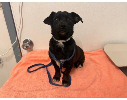 Hayward, CA - Chihuahua. Meet PEPPER a Pet for Adoption - AdoptaPet.com