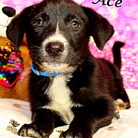 Adopt - Companion Pet Rescue