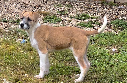 Seattle, WA - Jack Russell Terrier/Foxhound. Meet Candice a Pet for ...