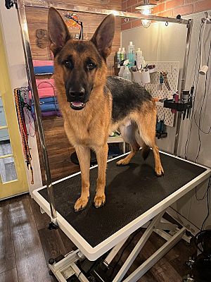 Philadelphia, PA - German Shepherd Dog. Meet Milo a Pet for Adoption ...