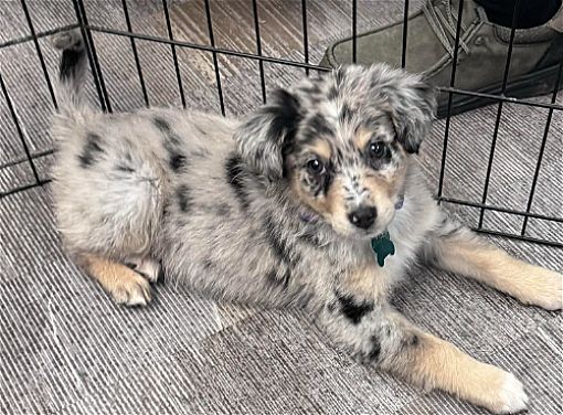 Maple Grove, MN - Australian Shepherd/Labrador Retriever. Meet Harriet ...