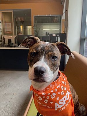 Harrison, NY - Terrier (Unknown Type, Medium). Meet Flower-Courtesy ...