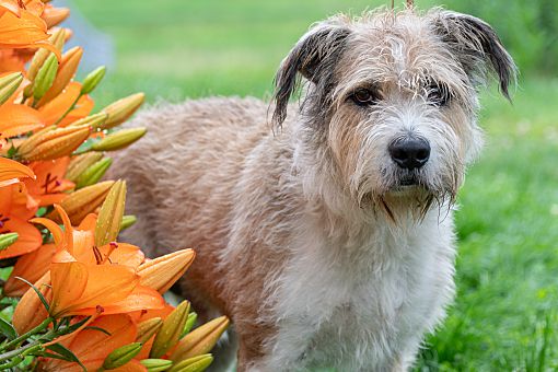 Indiana, PA - Border Terrier/Airedale Terrier. Meet Spencer a Pet for ...