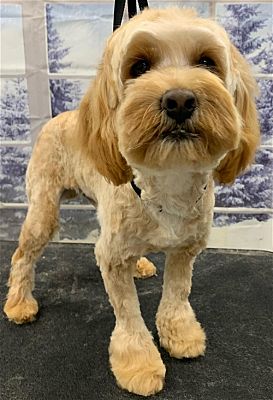 Westminster, MD - Cockapoo. Meet Benji a Pet for Adoption - AdoptaPet.com