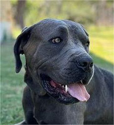St. Louis, MO - Cane Corso/Mastiff. Meet Angie a Pet for Adoption ...